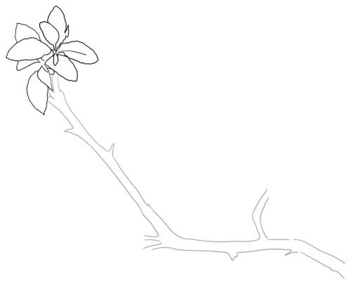 How to Draw a Tree Branch - Easy and Simple Tutorial