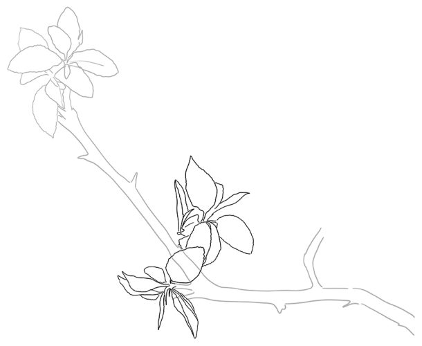 How to Draw a Tree Branch - Easy and Simple Tutorial