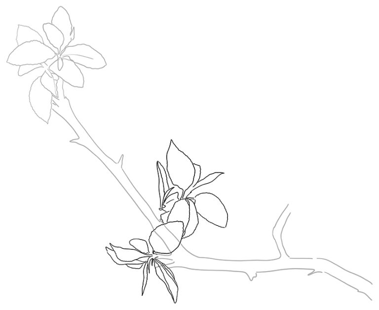 How to Draw a Tree Branch - Easy and Simple Tutorial