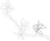 How to Draw a Tree Branch - Easy and Simple Tutorial