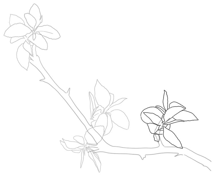 How to Draw a Tree Branch - Easy and Simple Tutorial