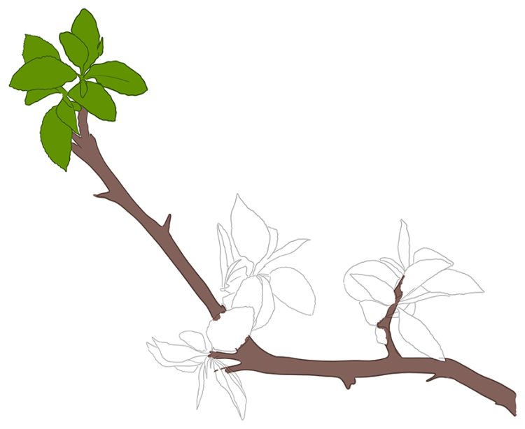 How to Draw a Tree Branch - Easy and Simple Tutorial