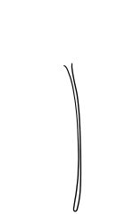 How to Draw a Tulip - A Realistic Tulip Drawing Tutorial
