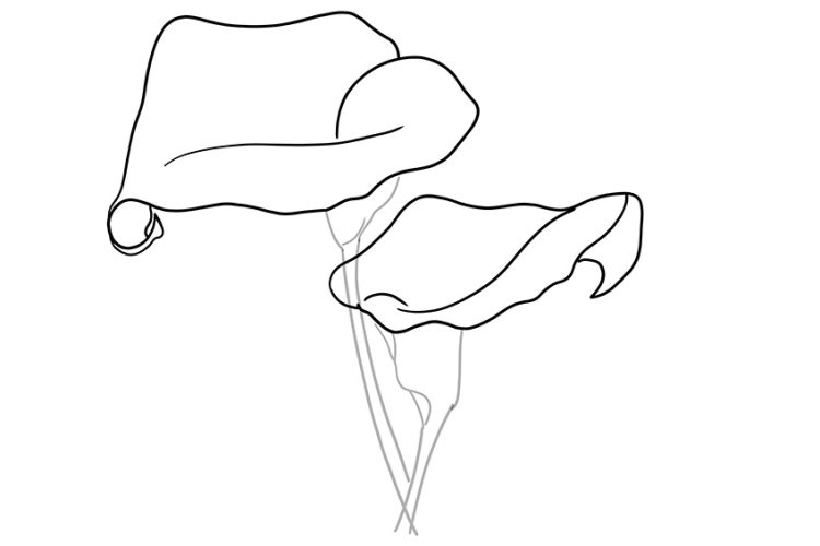 How to Draw a Calla Lily - A Guide to a Realistic Calla Lily Drawing