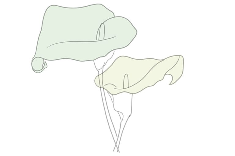 How to Draw a Calla Lily - A Guide to a Realistic Calla Lily Drawing