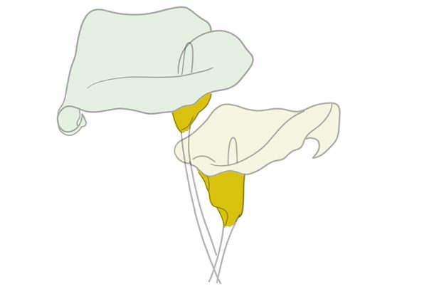 How to Draw a Calla Lily - A Guide to a Realistic Calla Lily Drawing