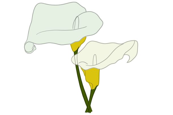 How to Draw a Calla Lily - A Guide to a Realistic Calla Lily Drawing