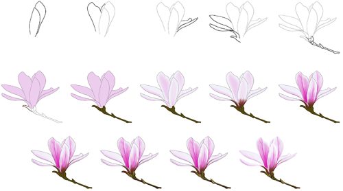 How to Draw a Magnolia Flower - A Step-by-Step Tutorial