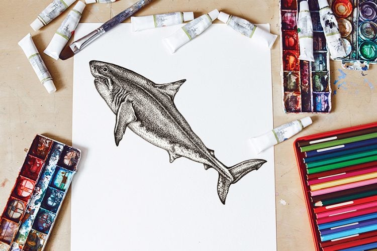 How to Draw a Shark - Create Your Own Realistic Shark Drawing
