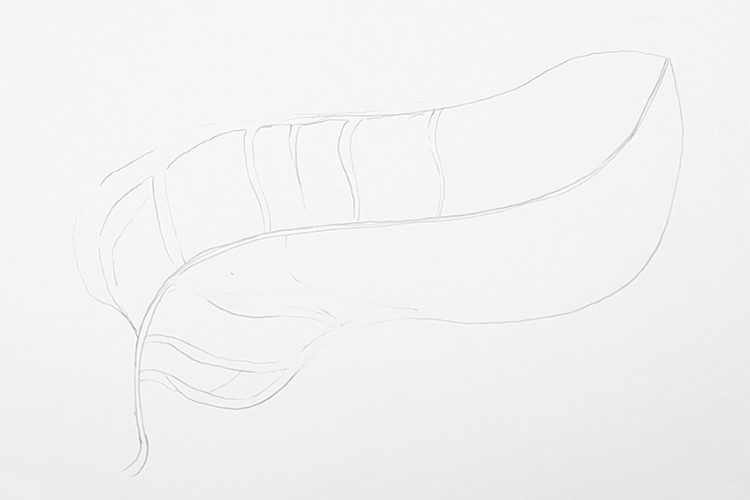 How to Draw a Leaf – All About Realistic Leaf Drawing