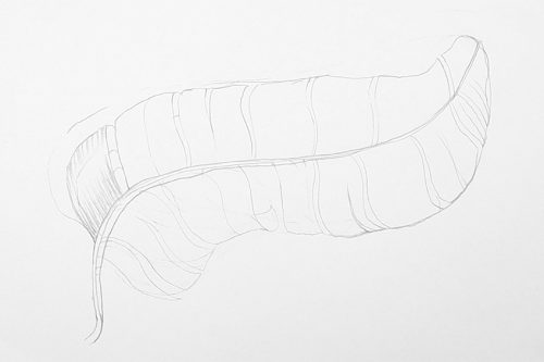 How to Draw a Leaf – All About Realistic Leaf Drawing