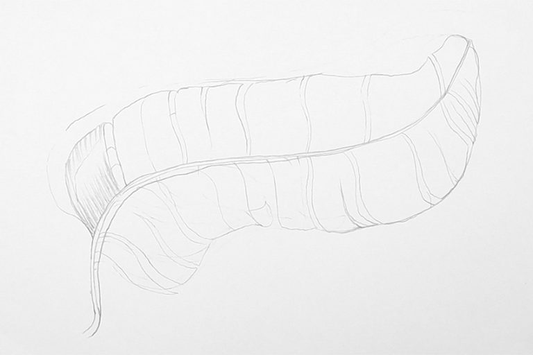 How to Draw a Leaf – All About Realistic Leaf Drawing