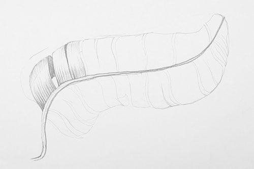 How to Draw a Leaf – All About Realistic Leaf Drawing