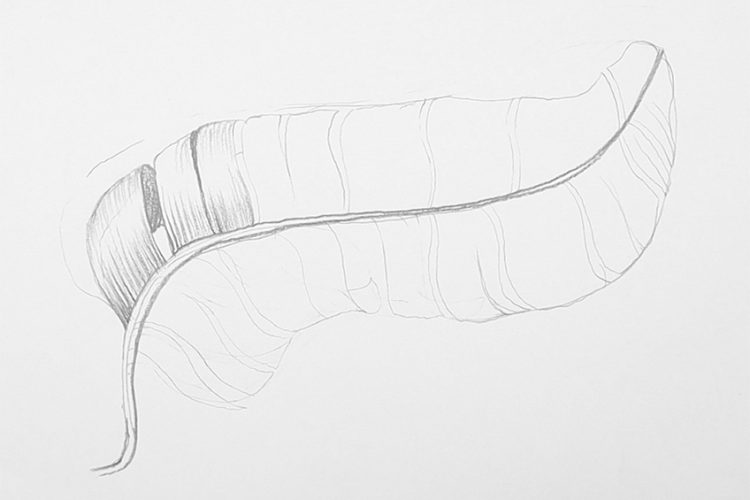 How to Draw a Leaf – All About Realistic Leaf Drawing