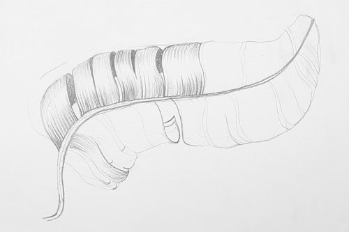 How to Draw a Leaf – All About Realistic Leaf Drawing