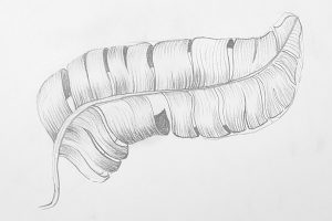 How to Draw a Leaf – All About Realistic Leaf Drawing