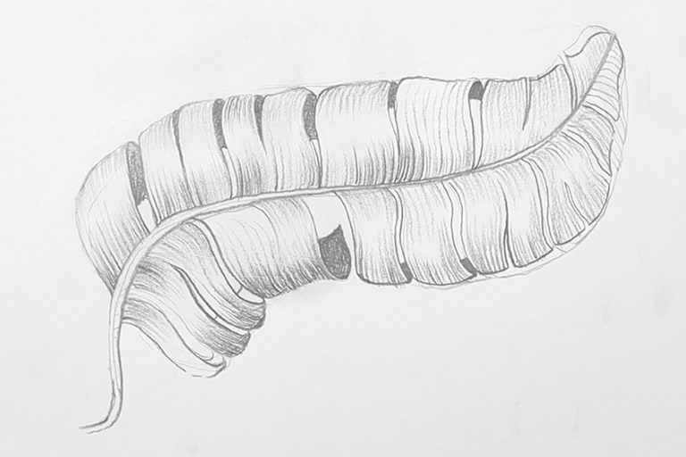 How to Draw a Leaf – All About Realistic Leaf Drawing