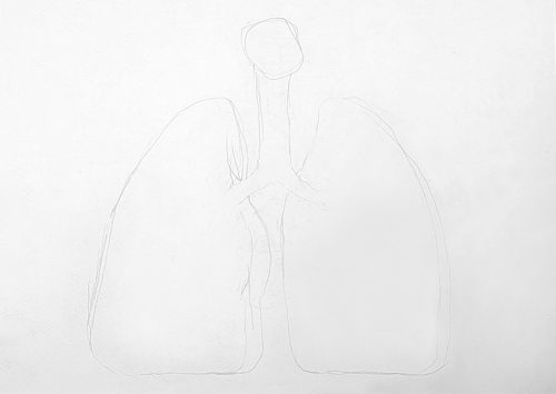 How to Draw Lungs - Steps to Create a Realistic Lungs Sketch