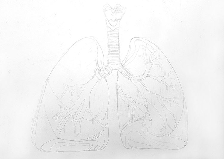 How to Draw Lungs - Steps to Create a Realistic Lungs Sketch