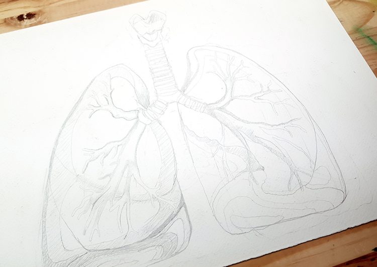 How to Draw Lungs - Steps to Create a Realistic Lungs Sketch