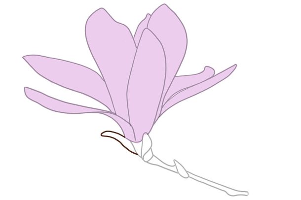 How to Draw a Magnolia Flower - A Step-by-Step Tutorial