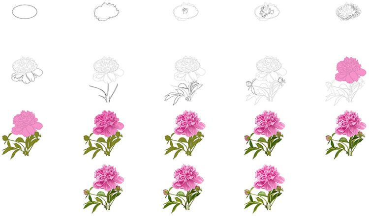 How to Draw a Peony - Creating a Realistic Peony Drawing