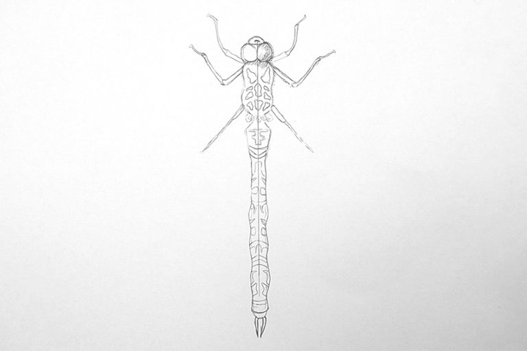How to Draw a Dragonfly - Realistic Drawing Tutorial