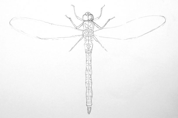 How to Draw a Dragonfly - Creating a Beautiful Dragonfly Illustration