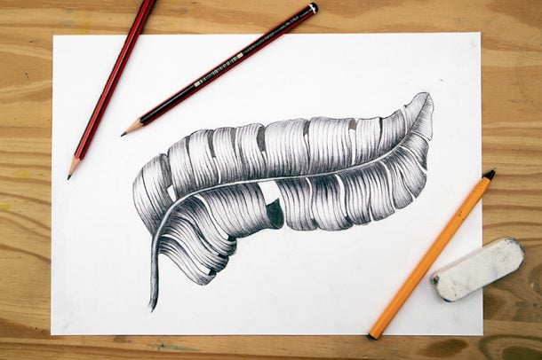 How to Draw a Leaf – All About Realistic Leaf Drawing