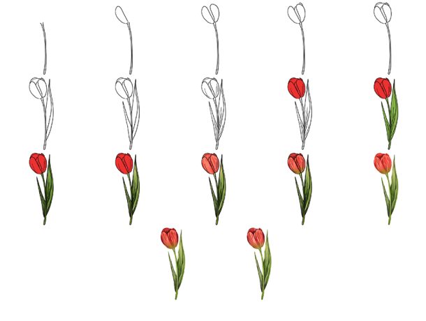 How to Draw a Tulip - A Realistic Tulip Drawing Tutorial