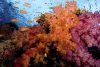 Coral Color - What Color Is Coral and What Colors Go With Coral?