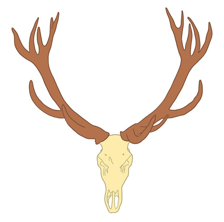 How to Draw a Deer Skull - A Realistic Deer Skull Drawing Tutorial