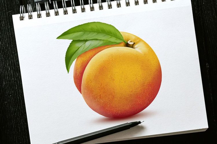 How to Draw a Peach - An Easy Step-by-Step Peach Illustration Tutorial