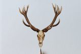 How to Draw a Deer Skull - A Realistic Deer Skull Drawing Tutorial
