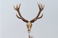 How to Draw a Deer Skull - A Realistic Deer Skull Drawing Tutorial