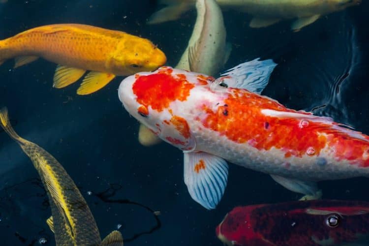 Shades of Orange - Mixing and Using Various Orange Colors