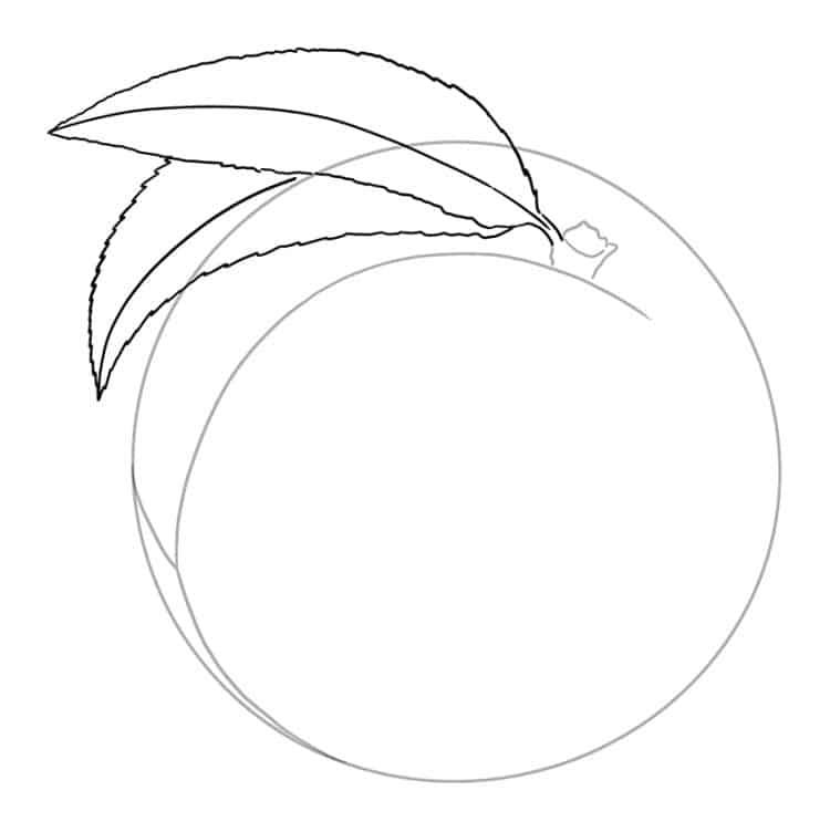 How to Draw a Peach - An Easy Step-by-Step Peach Illustration Tutorial
