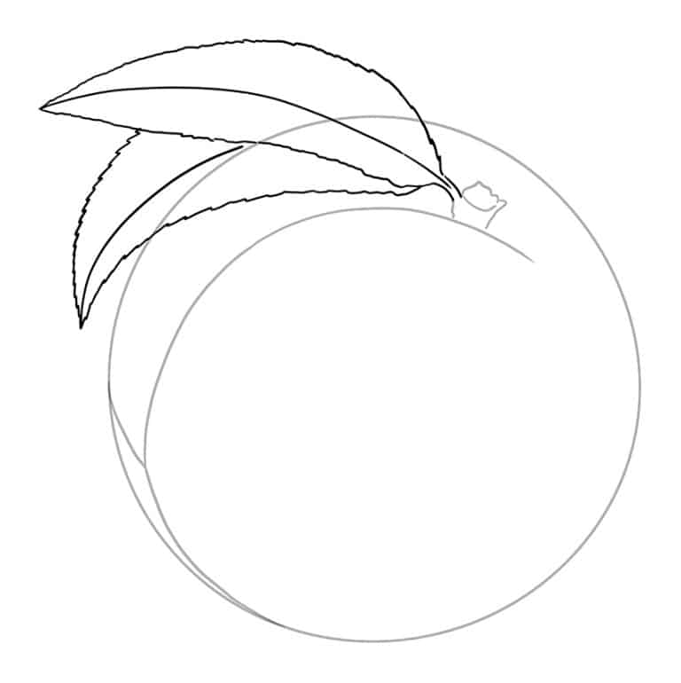 How to Draw a Peach - An Easy Step-by-Step Peach Illustration Tutorial
