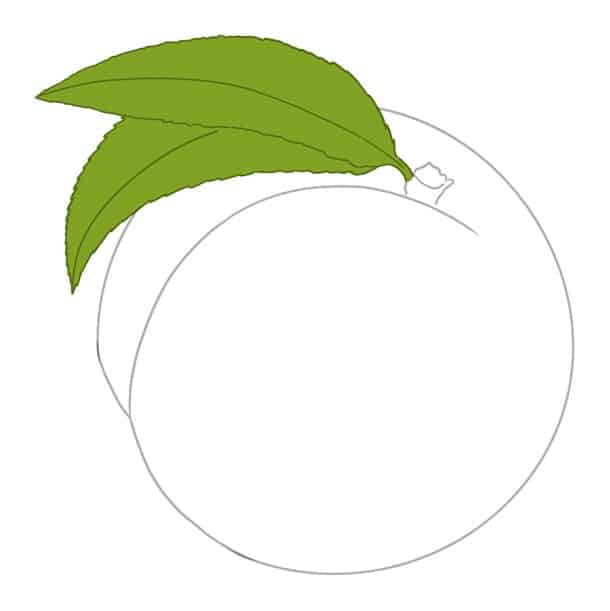 How to Draw a Peach - An Easy Step-by-Step Peach Illustration Tutorial