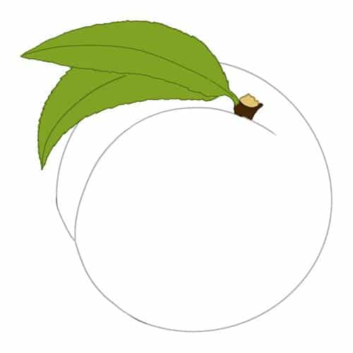 How to Draw a Peach - An Easy Step-by-Step Peach Illustration Tutorial