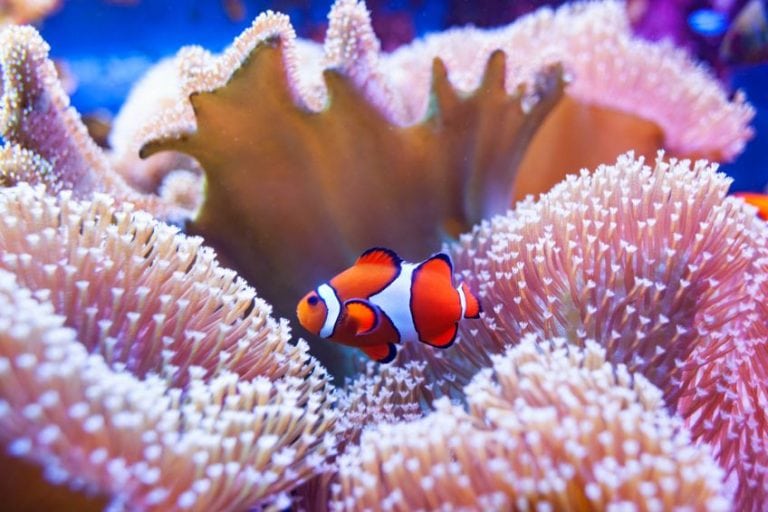 Coral Color - All Color Palette Shades, Color Meaning and Tips