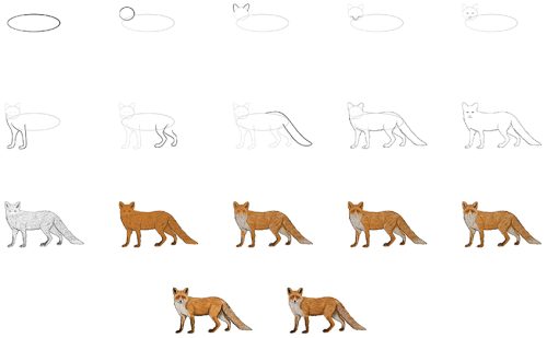 How to Draw a Fox - A Guide to Creating Your Own Realistic Fox Drawing