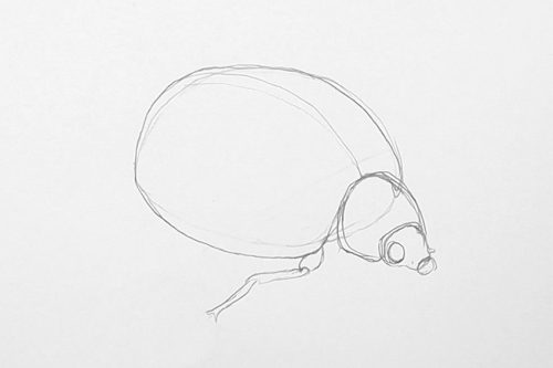 How to Draw a Ladybug - Ladybird Beetle Drawing Lesson