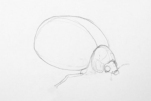How to Draw a Ladybug - Ladybird Beetle Drawing Lesson