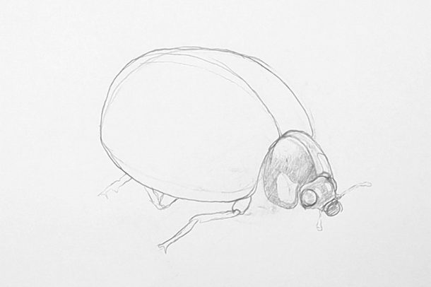 How to Draw a Ladybug - Ladybird Beetle Drawing Lesson
