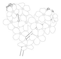 How to Draw a Forget-Me-Not Flower - Real Forget-Me-Not Sketch