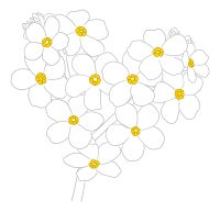 How to Draw a Forget-Me-Not Flower - Real Forget-Me-Not Sketch