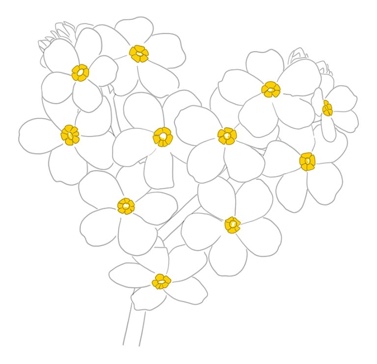 How to Draw a Forget-Me-Not Flower - Real Forget-Me-Not Sketch