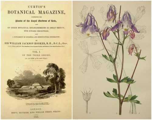 Botanical Illustration Art - Accurate Visual Depictions of Plants
