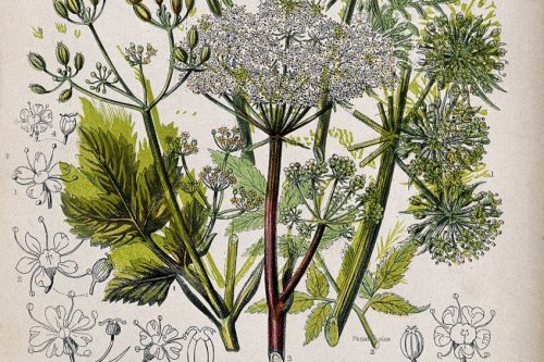 Botanical Illustration Art - Accurate Visual Depictions of Plants